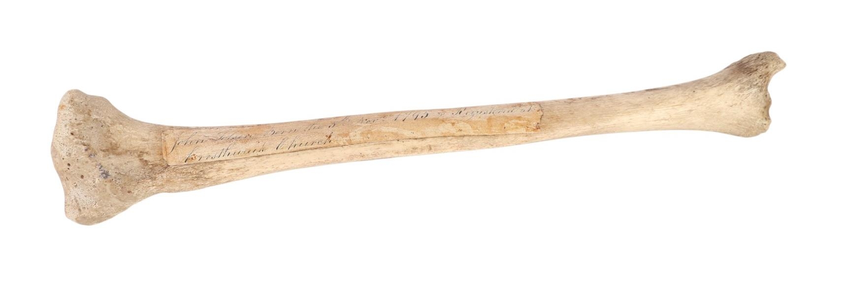A macabre inscribed adult human lower leg bone with paper label stating ...