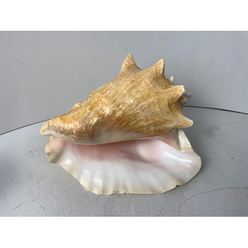 Conch Shell