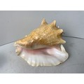 Conch Shell