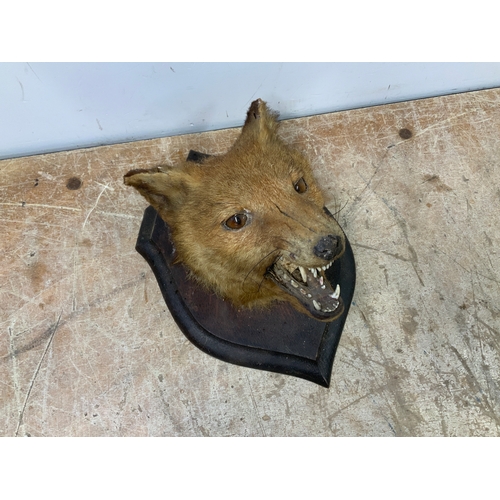 Taxidermy Study of Fox Head