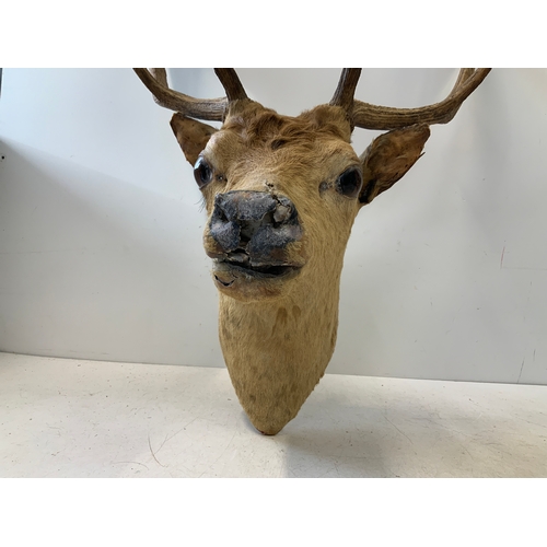 Stags Head Taxidermy