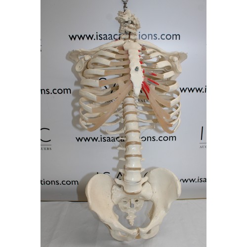 Full Size Human Skeleton Torso Training Exhibit