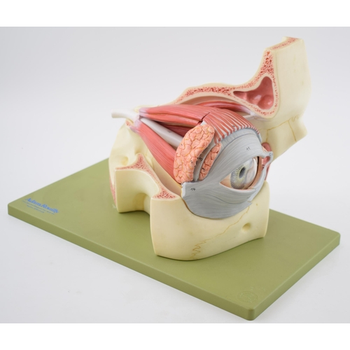 Medical / scientific 'Model of an Eye' by Adam Rouilly, London. Made in ...