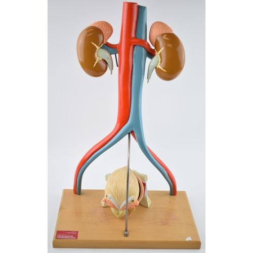 Medical / scientific 'Model of the Urinary System' by Denoyer - Geppert ...
