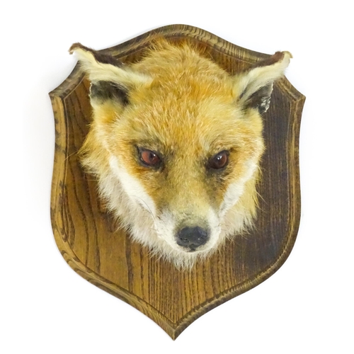 Taxidermy: a late 20thC Fox mask mount by Partridge Taxidermy of ...