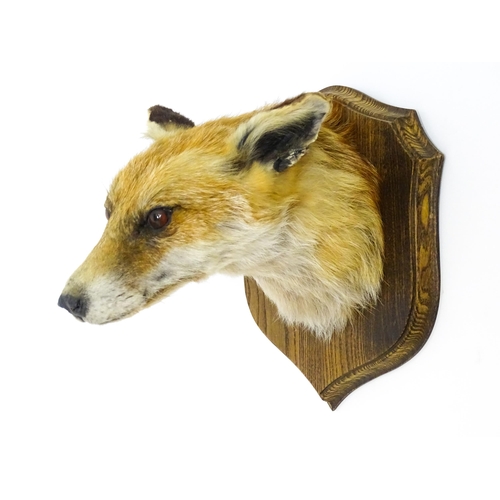 Taxidermy: a late 20thC Fox mask mount by Partridge Taxidermy of ...