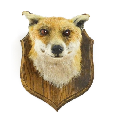 Taxidermy: a late 20thC Fox mask mount by Partridge Taxidermy of ...
