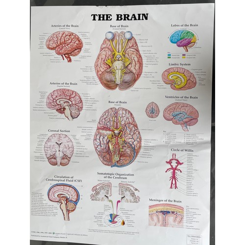 An anatomical poster of the Brain. By The Anatomical Chart Poster ...