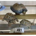 3 Wade tortoises