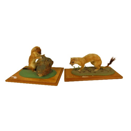 TWO VINTAGE TAXIDERMY STOATSboth naturalistically modelled, with wooden ...