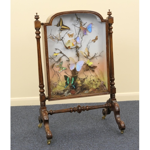 Victorian walnut cased lepidopterist's display, featuring a display of ...