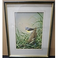 John R Morris (20th-21stC) watercolour "Yellow Wagtail watching a ...