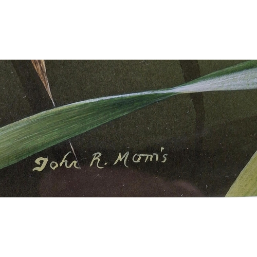 John R Morris (20th-21stC) watercolour "Kingfisher at rest", framed and ...
