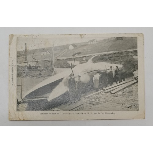 3 x 1905 Newfoundland postcards from Garland series no.25,26,28 of ...