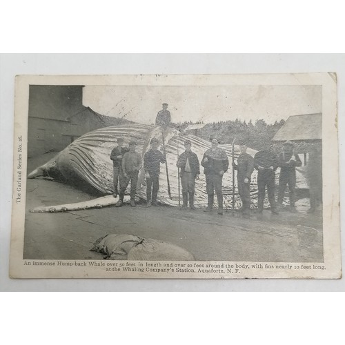 3 x 1905 Newfoundland postcards from Garland series no.25,26,28 of ...