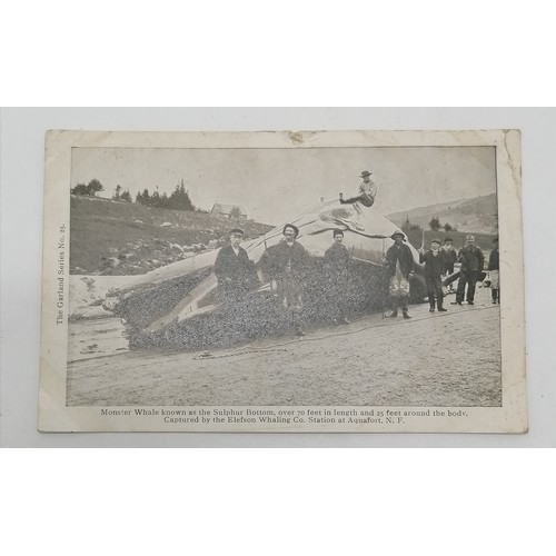 3 x 1905 Newfoundland postcards from Garland series no.25,26,28 of ...