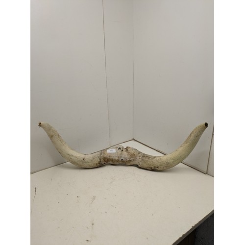 A set of vintage cow horns