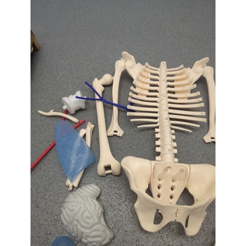 Anatomical Plastic Model Set