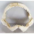 A shark’s open jaw exposing many rows of razor sharp teeth, 39cm wide.