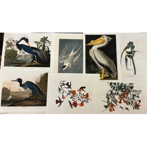 Jean-Jacques Audubon (1785-1851) - Eleven reproduction prints: Roseate ...