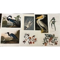 Jean-Jacques Audubon (1785-1851) - Eleven reproduction prints: Roseate ...