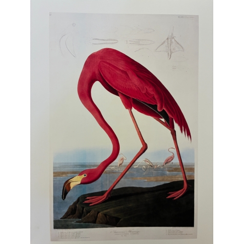 Jean-Jacques Audubon (1785-1851) - Eleven reproduction prints: Roseate ...