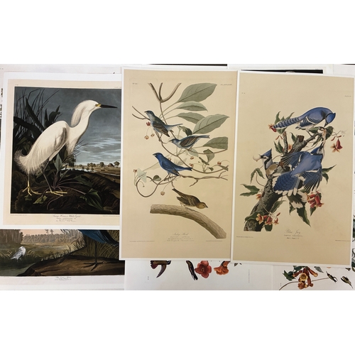 Jean-Jacques Audubon (1785-1851) - Eleven reproduction prints: Roseate ...