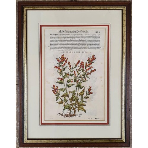 Pietro Andrea Mattioli (Italian, 1501-1577), 3 folio leaves from In Lib ...