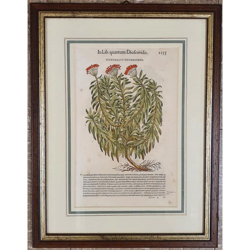 Pietro Andrea Mattioli (Italian, 1501-1577), 3 folio leaves from In Lib ...