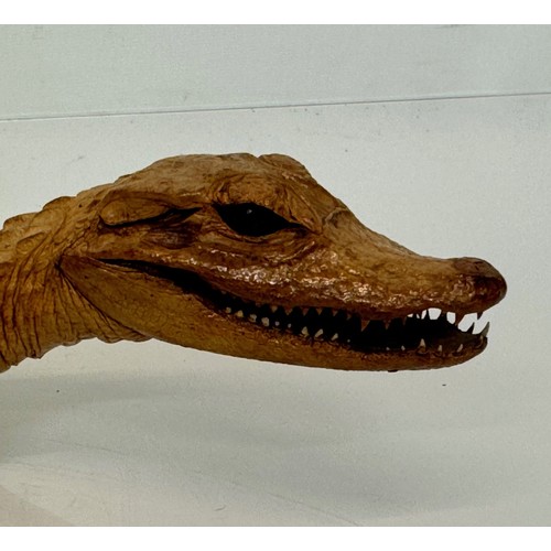 Taxidermy, uncased preserved reptile, an unmounted Caimen, 39 cm long ...
