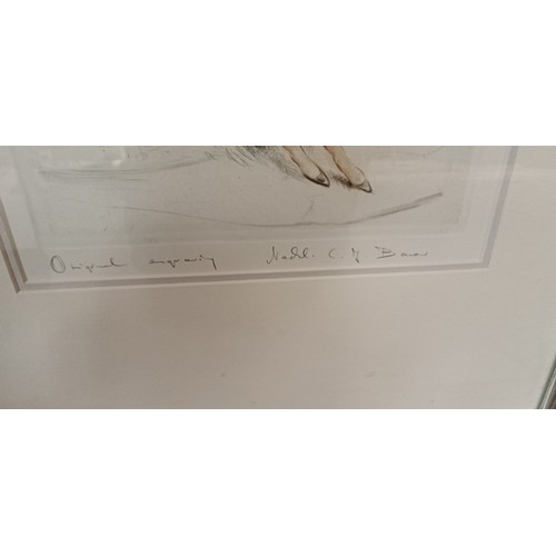 Framed Original Engraving by Carl Josef Bauer (1897-1989) signed 'Nadl'