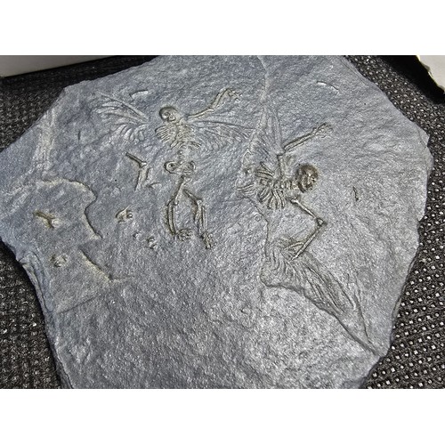 A strange and unusual Fairy Fossil, depicting two fairy skeleton ...