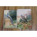 George Rankin (1864-1937), two watercolours, Peacock and Turtle Doves ...