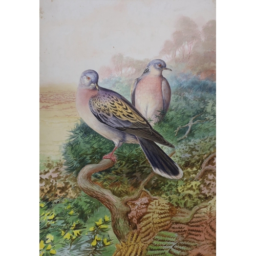 George Rankin (1864-1937), two watercolours, Peacock and Turtle Doves ...