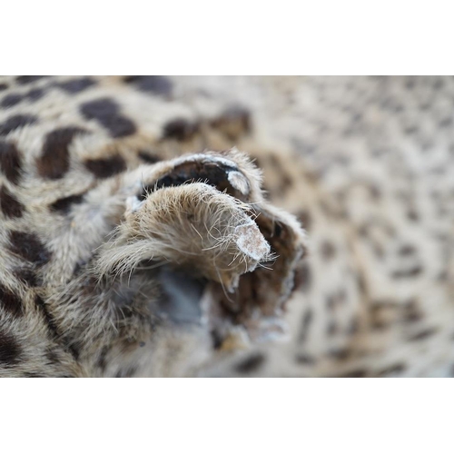 An early 20th century leopard skin rug with taxidermy head by van Ingen ...