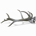 Two deer antlers, one with three points, approximately 84cm, the other ...