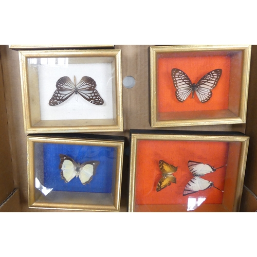 Lepidoptery, A Collection of Sixteen Framed and Mounted Butterflies (2 ...