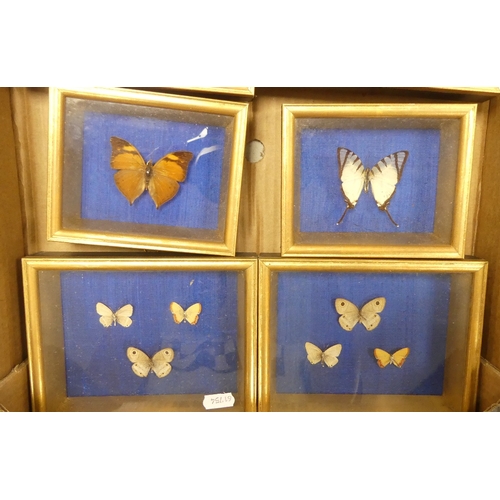 Lepidoptery, A Collection of Sixteen Framed and Mounted Butterflies (2 ...