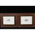 Two framed fish prints - 27cm x 22cm