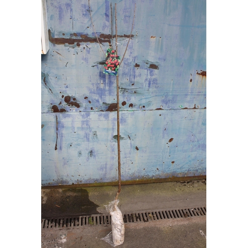 Bare root tree Morello cherry 62"