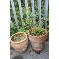 Small olive tree in pot- cracked on side & 1 other 12"
