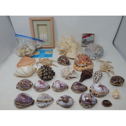 Large Collection of Shells Including Carved Cowrie Shells, Sand Dollar etc