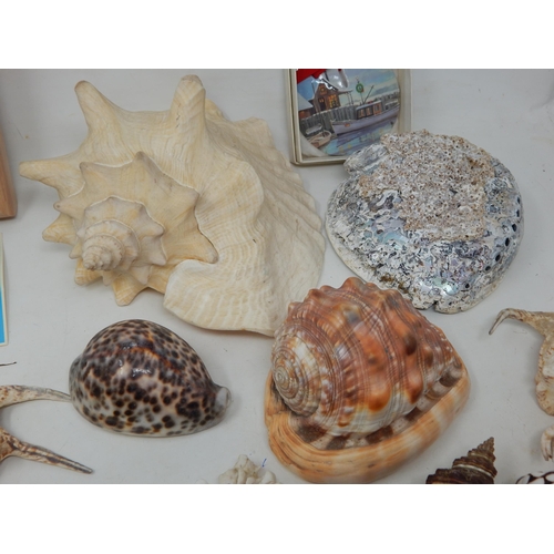 Large Collection of Shells Including Carved Cowrie Shells, Sand Dollar etc