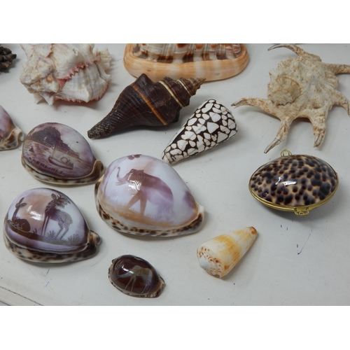 Large Collection of Shells Including Carved Cowrie Shells, Sand Dollar etc