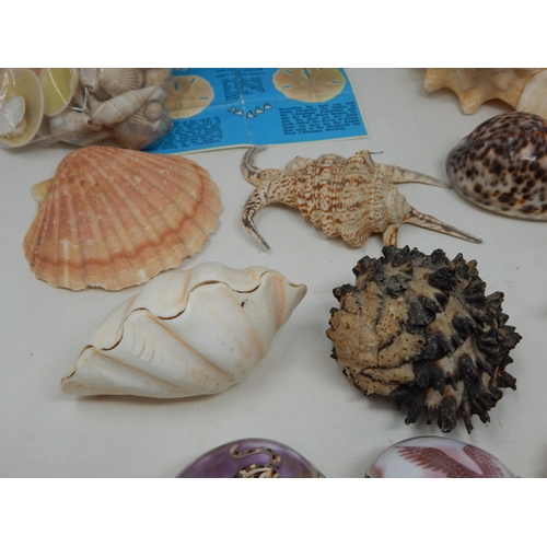 Large Collection of Shells Including Carved Cowrie Shells, Sand Dollar etc