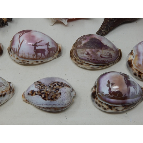 Large Collection of Shells Including Carved Cowrie Shells, Sand Dollar etc