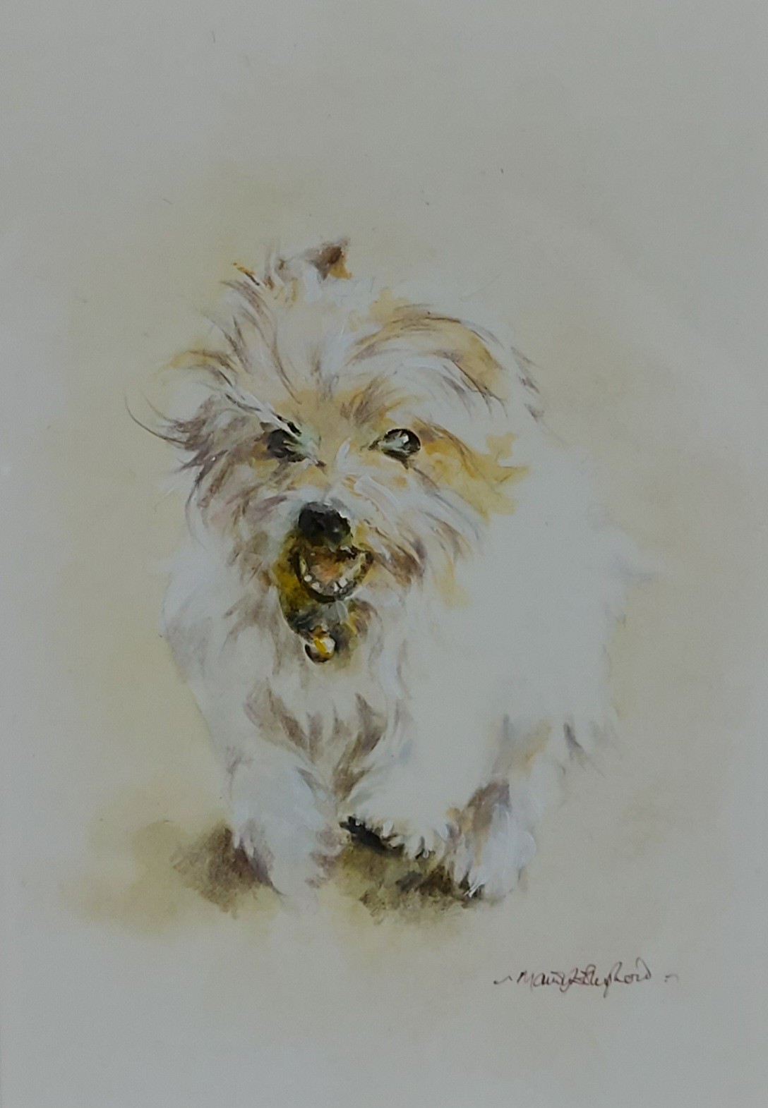 Mandy Shepherd, study of a dog, waterclolour, signed, 15cms x 10cms