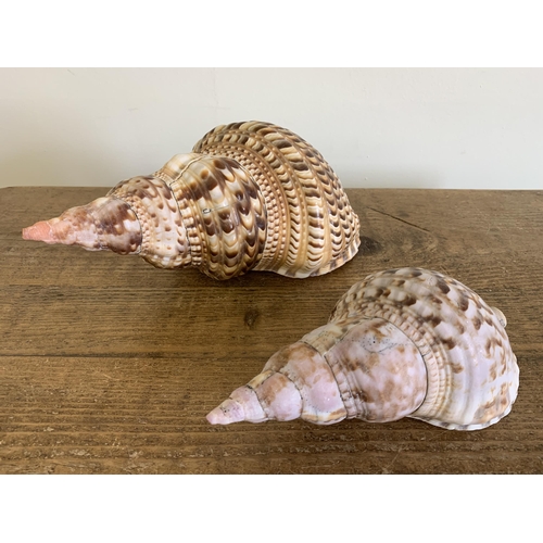 Two large conch shells