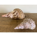 Two large conch shells