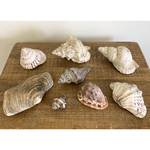 A selection of large shells